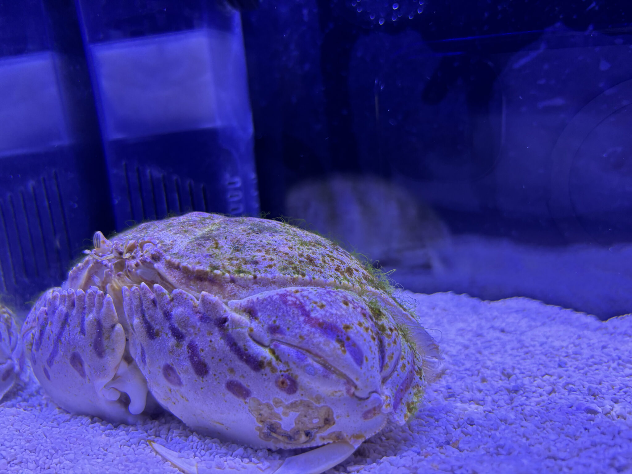 パンダマークの画像圧縮「TinyPNG」でJPEG画像の容量を削減｜SEOに効果的な圧縮方法を解説 weblife blog